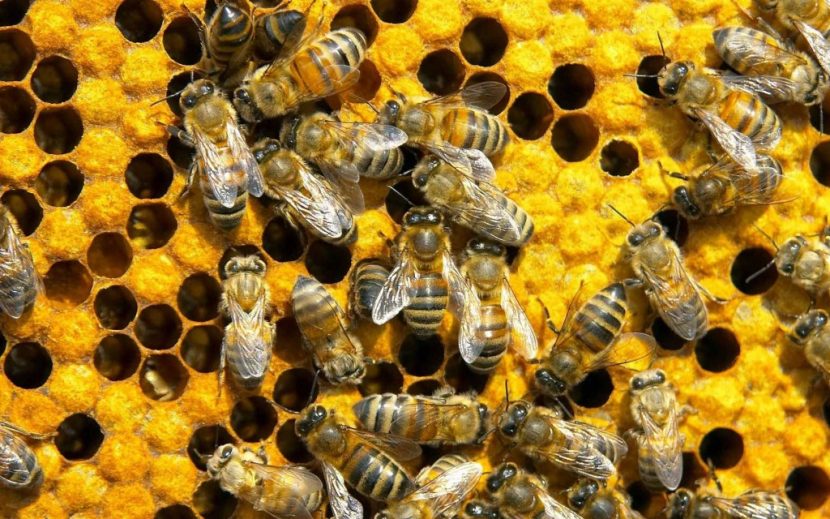 bees-working-together — Social Streets